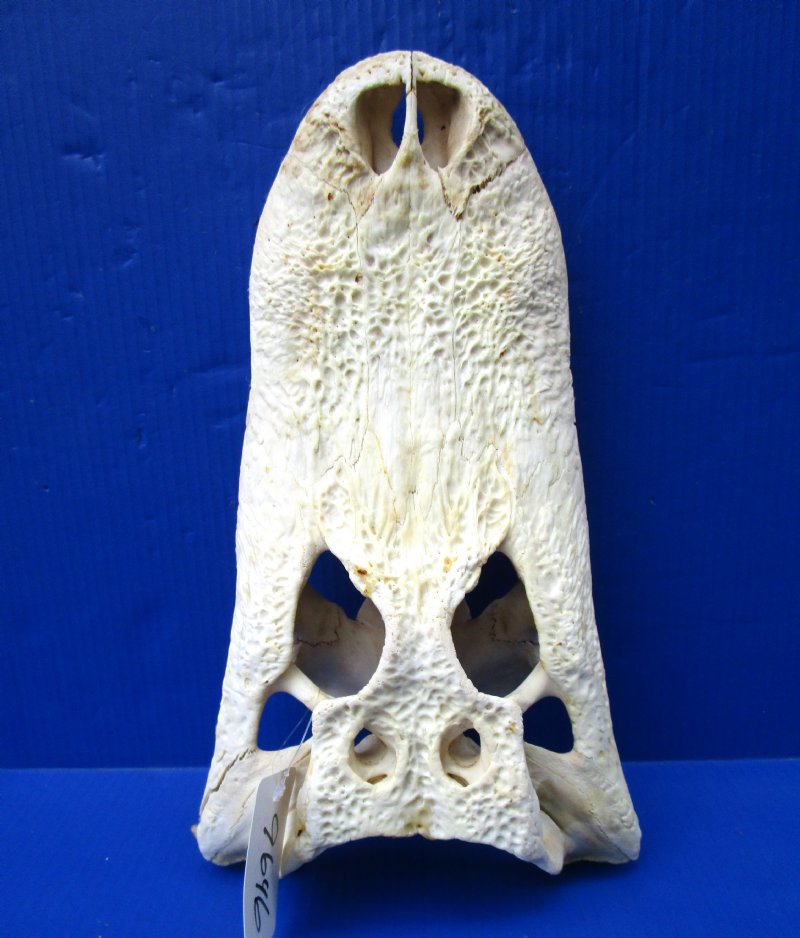 Alligator Skull