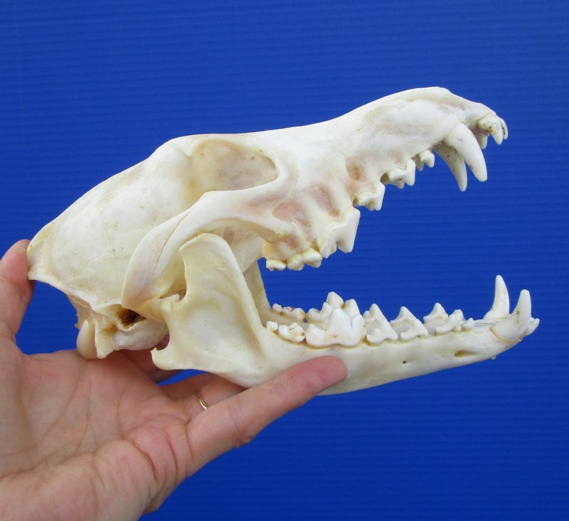 Coyote Skull