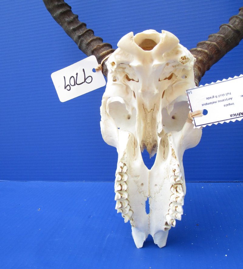 Large African Impala Skull with 22-1/4 inches Horns $74.99