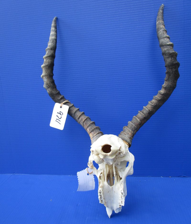 Impala Skull
