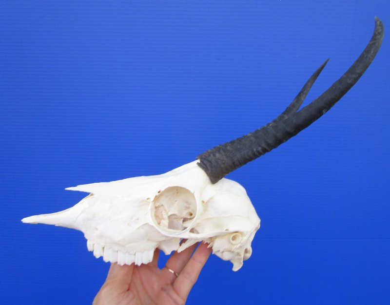 Springbok Skull