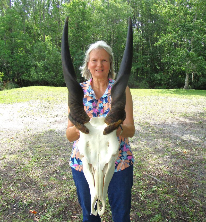 Giant Eland Skull