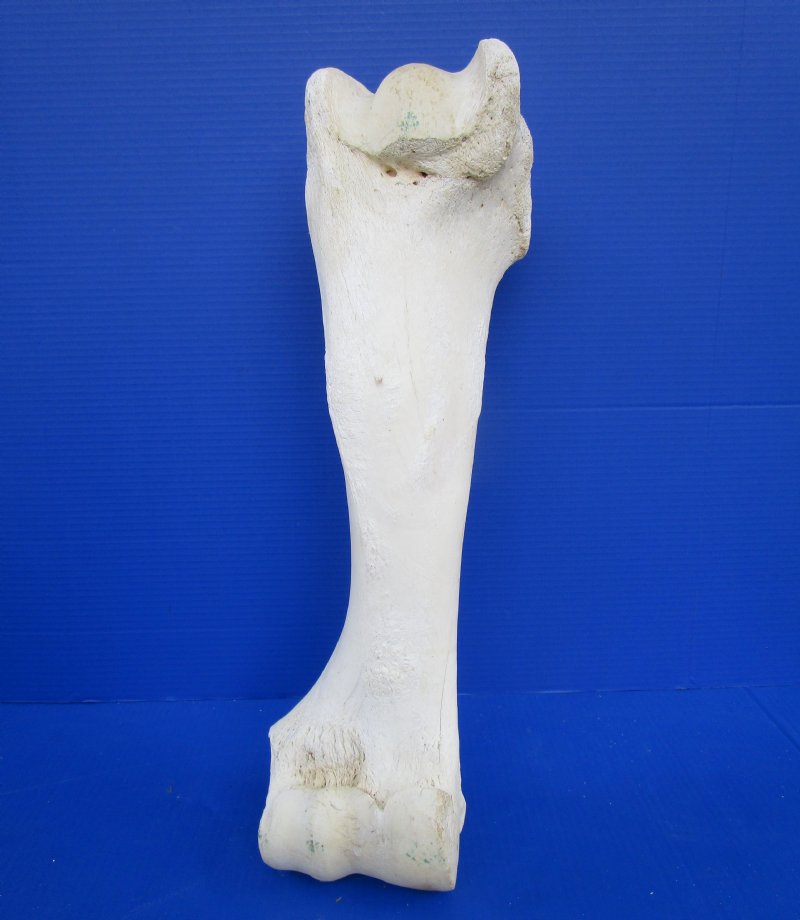 Cow Humerus