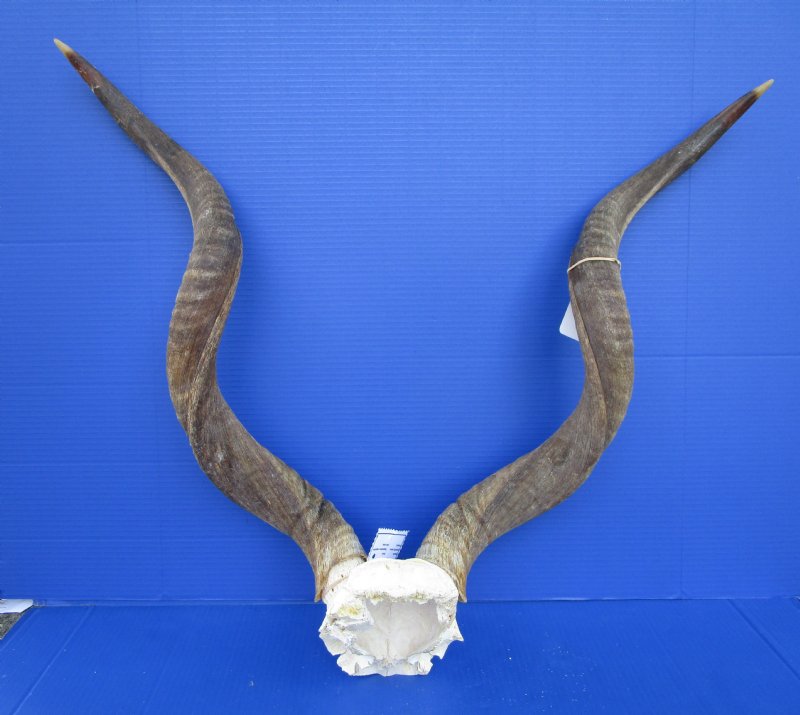 Greater Kudu Skull