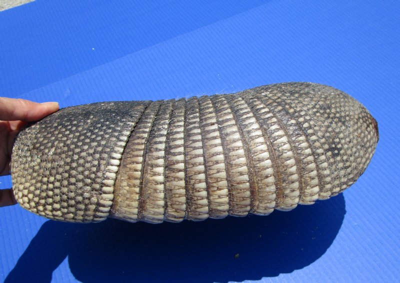 12 by 8 inches Real Georgia Armadillo Shell, Armor for $54.99