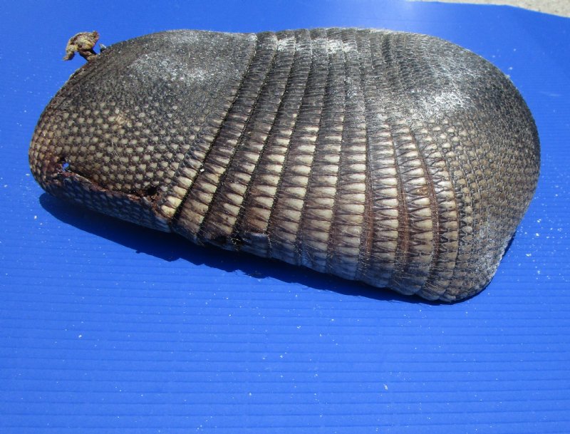 13 by 10 inches Real Georgia Armadillo Shell, Armor Cured with Borax