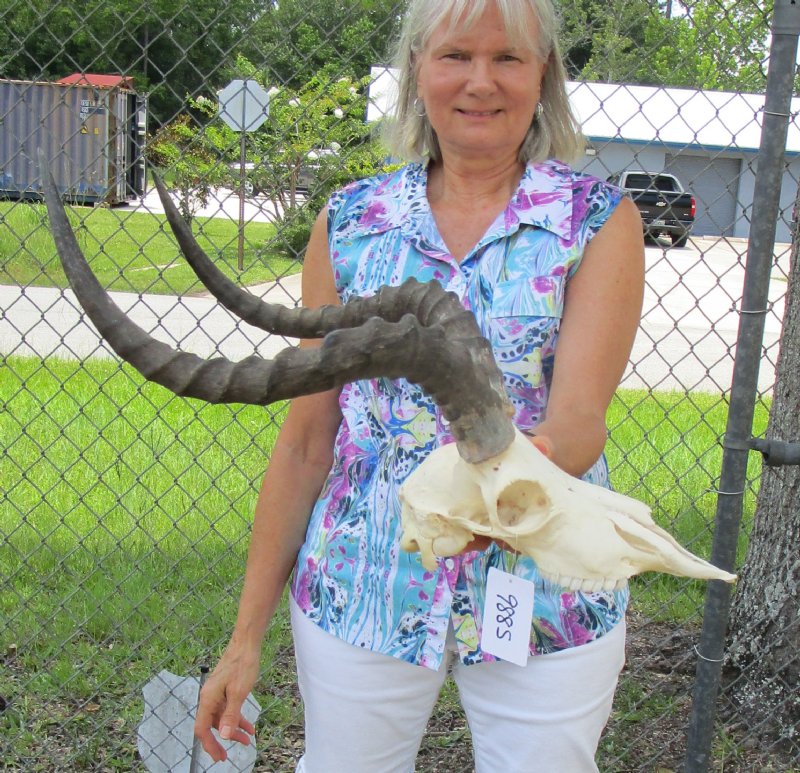 African Impala Skull with 20-1/2 inches Horns for $99.99