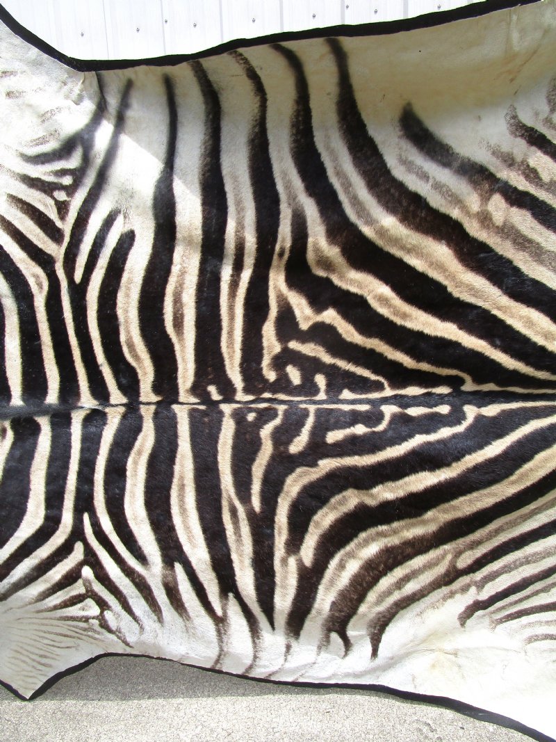 Real Zebra Print