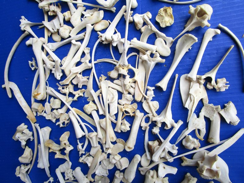 200 Assorted Tiny and Small Animal Bones for .35 each
