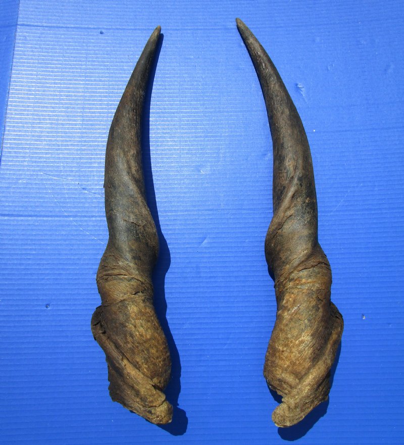 Eland Horns