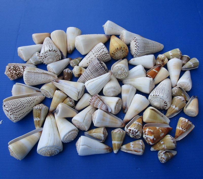 Assorted Cones Shells in Bulk 1 to 5 inches - Case: 20 kilos @ $2.70 a kilo