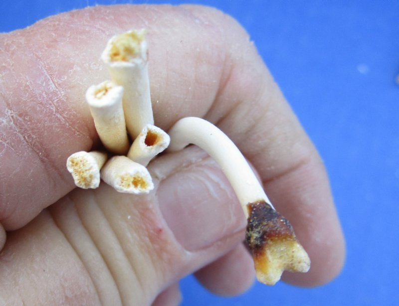 Raccoon Baculum | Mountain Man Toothpicks | Grade B | 2-1/2 to 3-1/2 inches