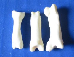 Buy Animal Bones for Bone Jewelry and Art at Worldwide Wildlife Products