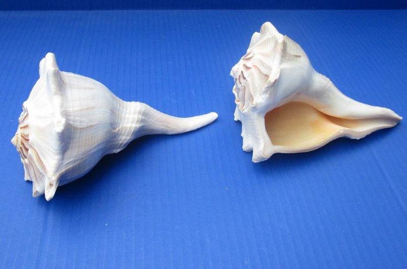 6 to 7 inches Wholesale Left-Handed Whelk Shells, Lightning Whelks in Bulk