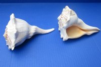 6 to 7 inches Wholesale Left-Handed Whelk Shells, Lightning Whelks in Bulk