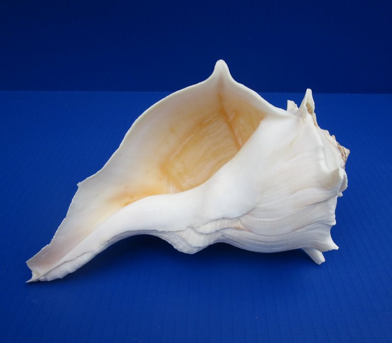 8 inches Wholesale Left Handed Whelk Shells for Sale, Lightning Shells,