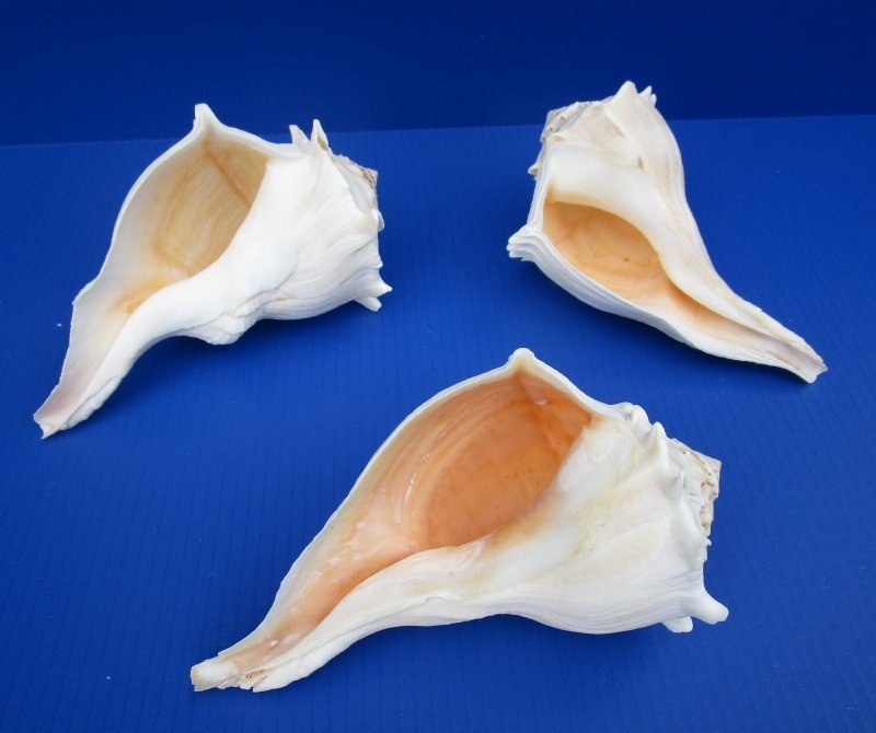 7-3/4 to 8-3/4 inches Wholesale Large Left Handed Whelk Shells for Sale