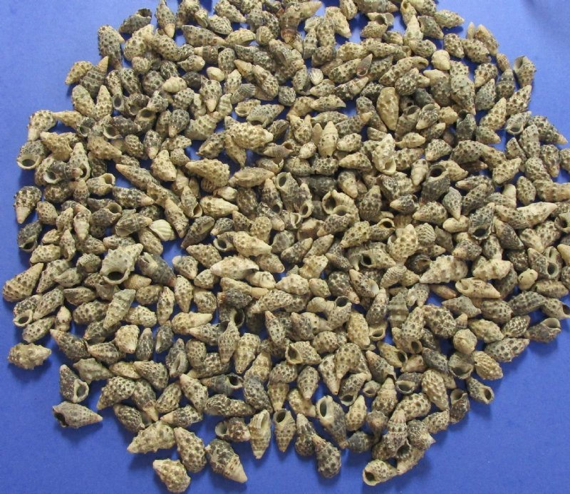 Cerith Sand Snails in Bulk Bags of 1 kilo each