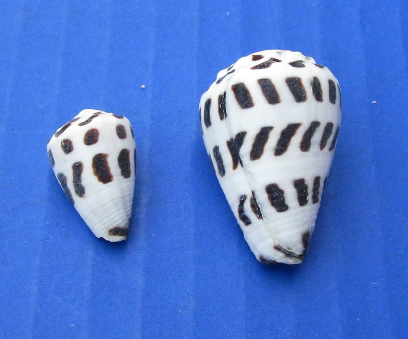 1/2 to 1-1/4 inches Hebrew Cone Shells for Crafts, Black and White Cone ...