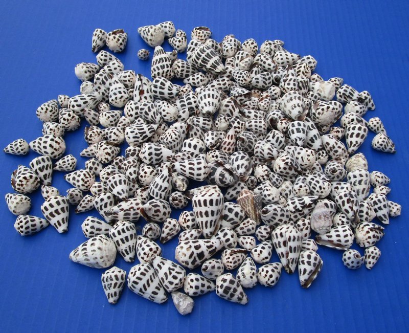 1/2 to 1-1/4 inches Hebrew Cone Shells for Crafts, Black and White Cone ...