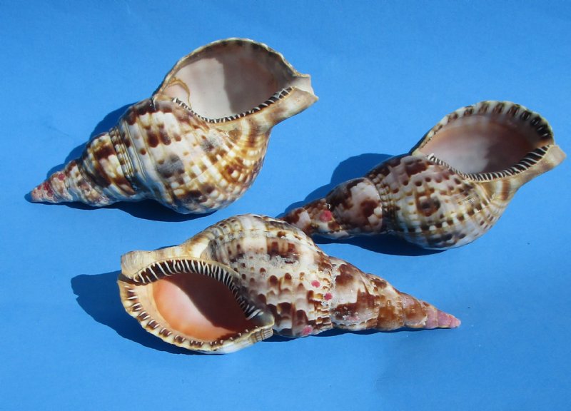 5 to 5-7/8 inches Triton Trumpet Shells for Sale $10.00