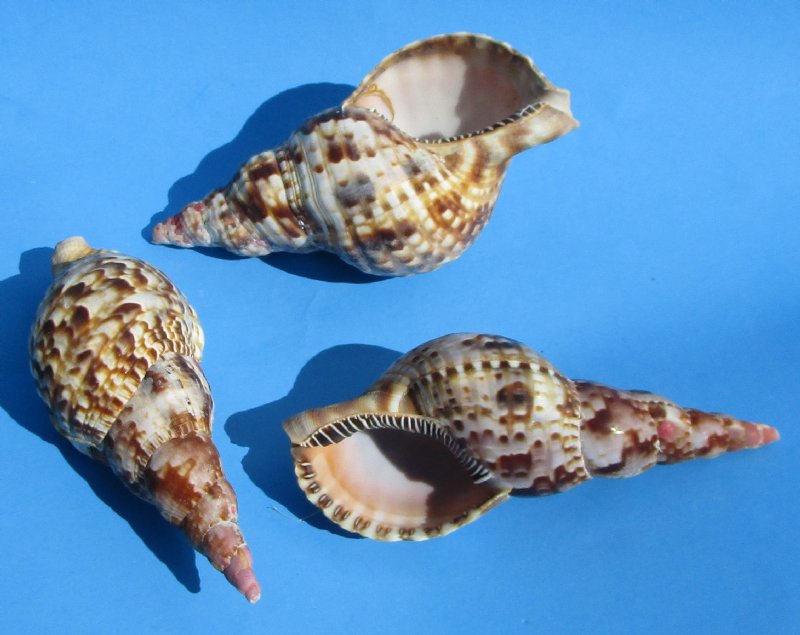 5 to 5-7/8 inches Triton Trumpet Shells for Sale $10.00