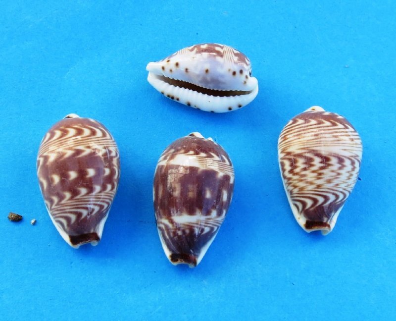 Day-Break Cowry Shells 3/4 to -1/4 inches