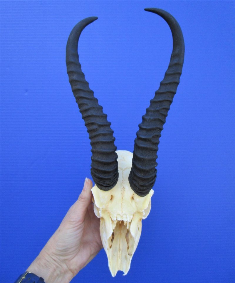 Grade B Wholesale Male Springbok Skulls and Horns $39 each