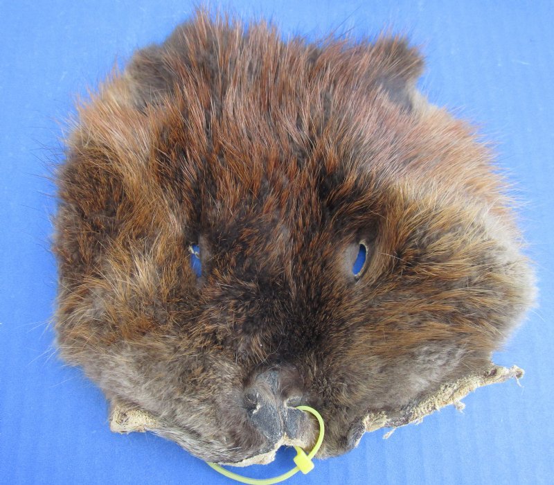 Tanned Beaver Face Pelts | Worldwide Wildlife Products