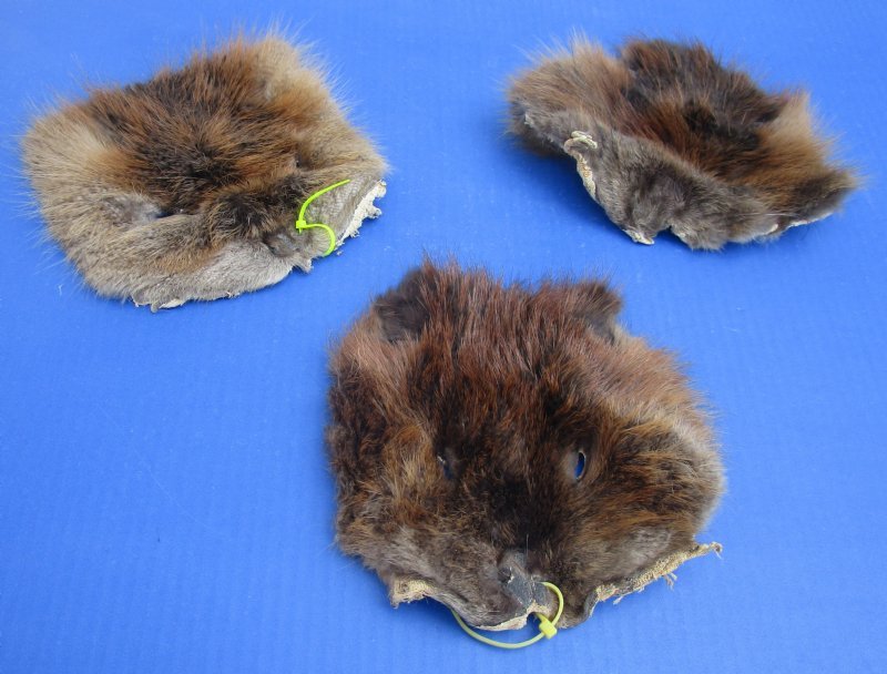 Tanned Beaver Face Pelts | Worldwide Wildlife Products