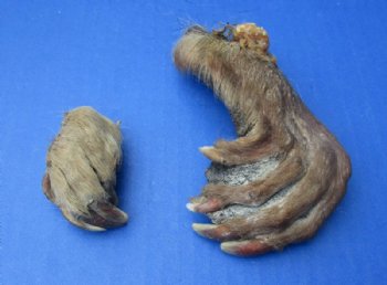 Cured Beaver Front and Back Feet | 2 to 7 inches
