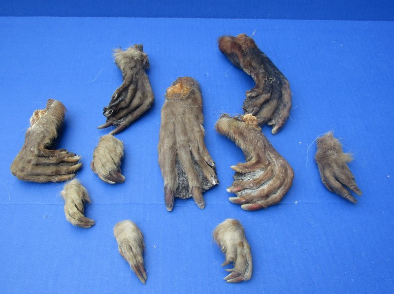 Cured Beaver Front and Back Feet | 2 to 7 inches