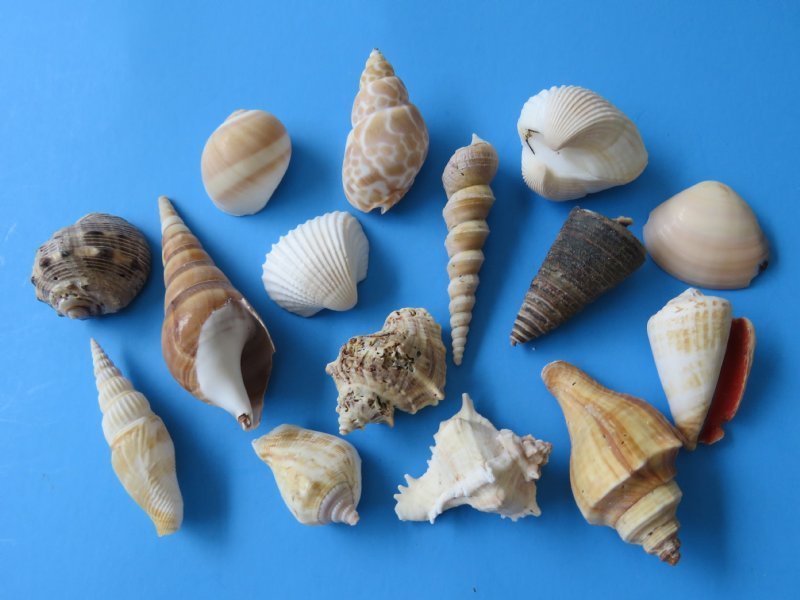 Assorted Indian Shells for Crafts | Wholesale | 3/4 to 3-1/2 Inches