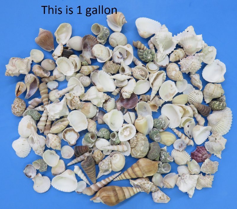 Assorted Indian Shells for Crafts | Wholesale | 3/4 to 3-1/2 Inches