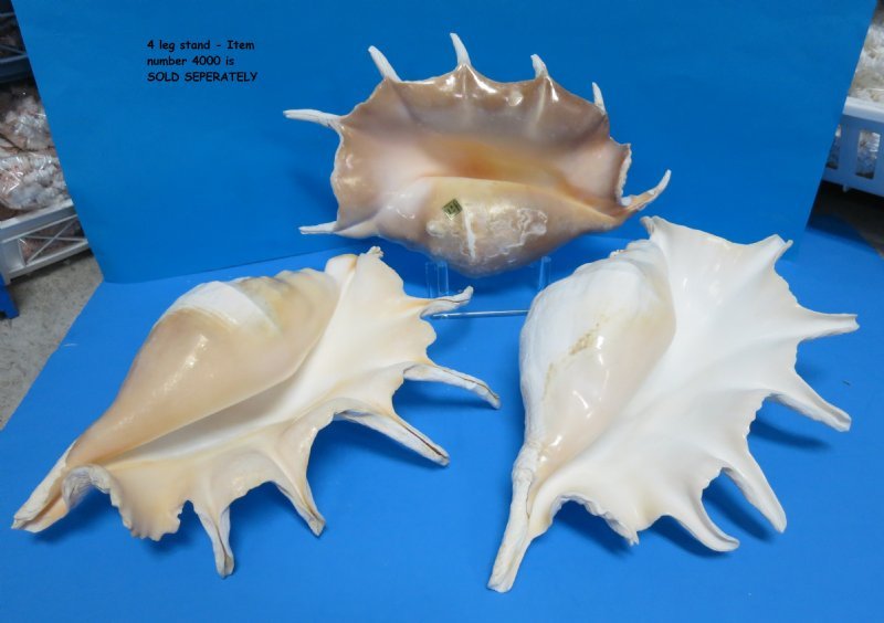 Giant Spider Conch Shell, Lambis truncata, 10 to 12-7/8 inches