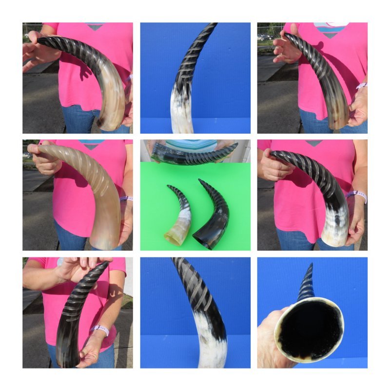 12 to 14-7/8 inches Spiral Carved Cow Horns for Sale