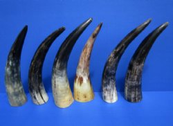 Natural Cow Horns | Cattle Horns | Wholesale | Individually | 6 to 29 ...