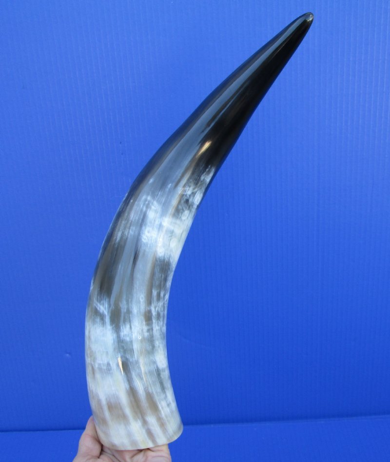 15 to 19 inches White Polished Water Buffalo Horns for Sale