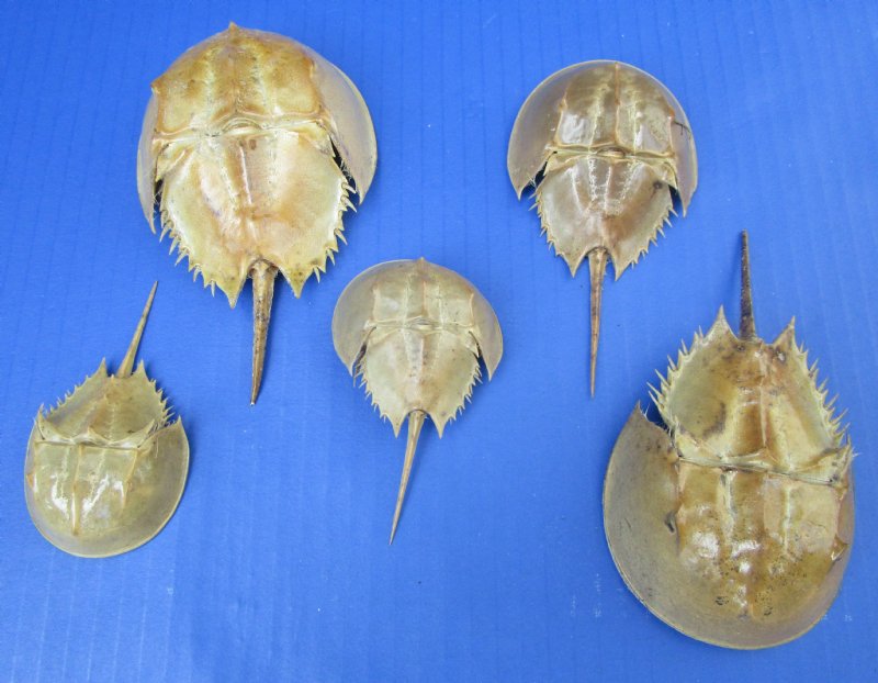 Horseshoe Crab Skeleton