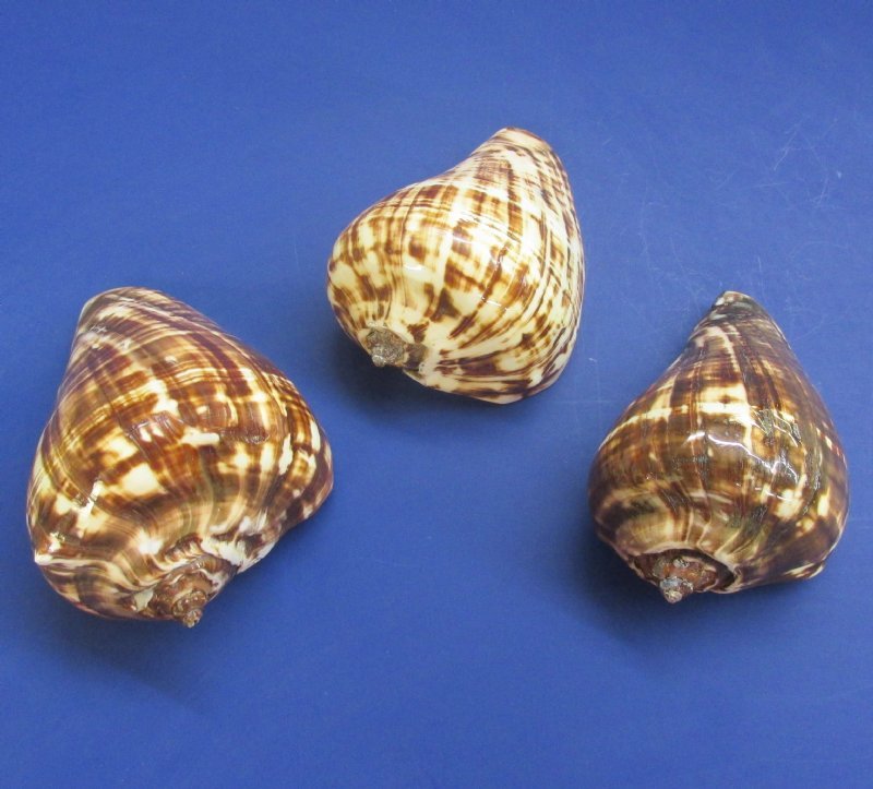 4 inch Polished Pacific Crown Conch Shells for Sale, Melongena Patula