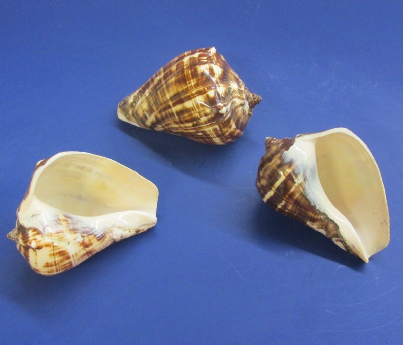 4 inch Polished Pacific Crown Conch Shells for Sale, Melongena Patula
