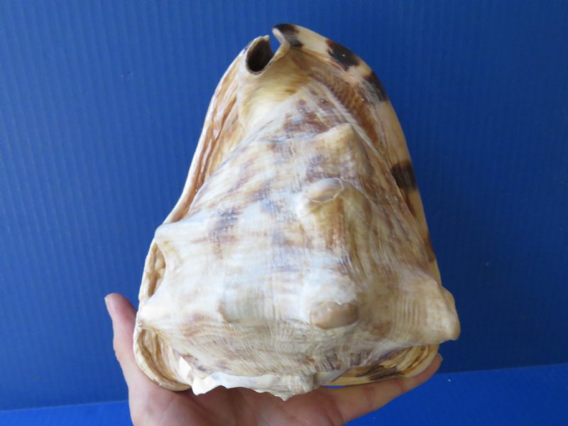 7-1/4 by 6 inches Large King Helmet Shell for Sale, a beautiful shiny brown