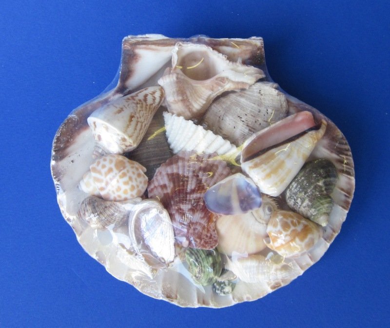 Great Scallop Gift Packs | Filled with Assorted Shells | 4 inches