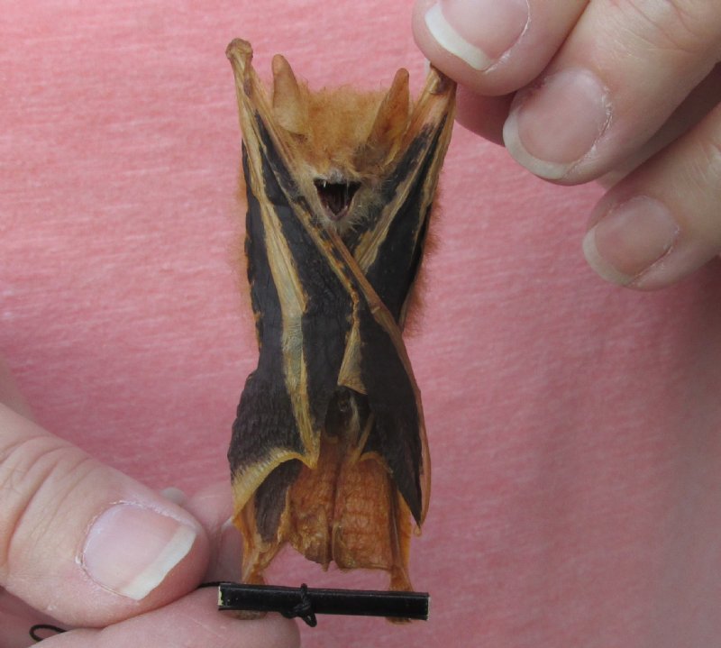 2-3/4 inches Wholesale Preserved, Mummified Painted Woolly Bats