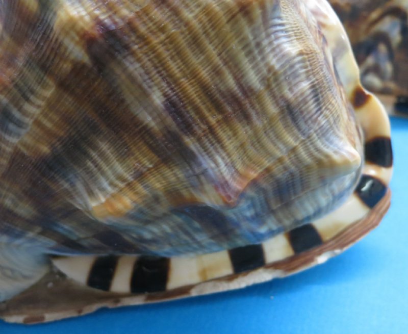 5 to 5-3/4 inches King Helmet Shell for Sale, Cassis tuberosa