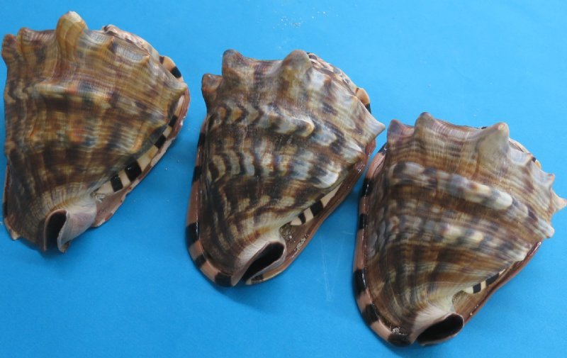 5 to 5-3/4 inches King Helmet Shell for Sale, Cassis tuberosa