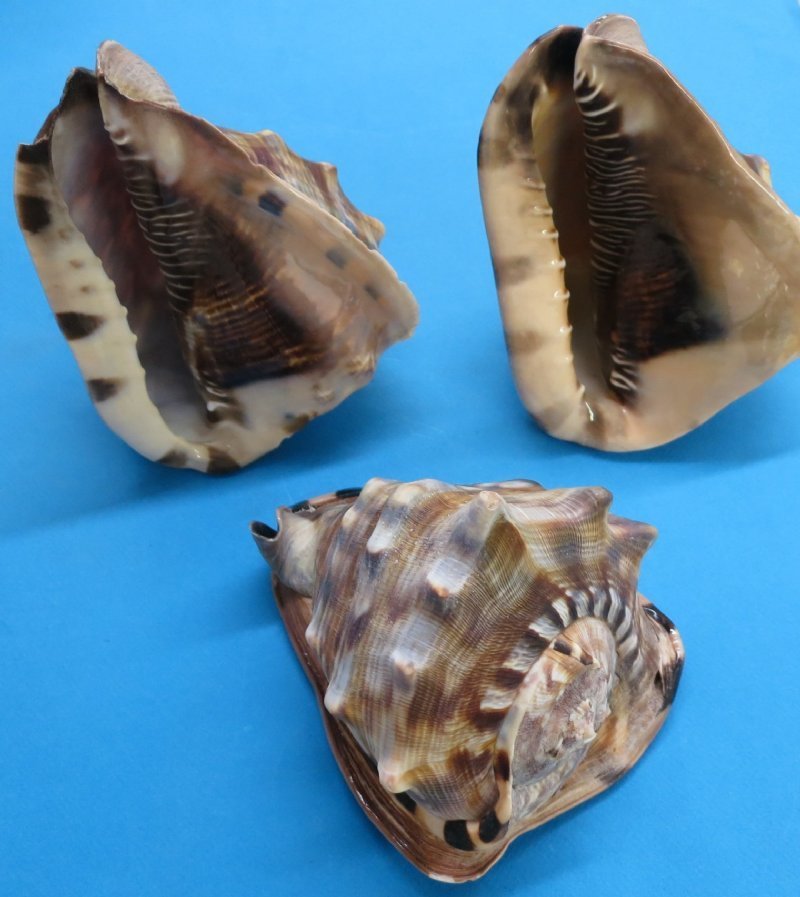 5 to 5-3/4 inches King Helmet Shell for Sale, Cassis tuberosa