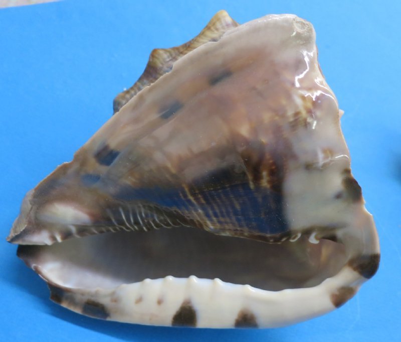 5 to 5-3/4 inches King Helmet Shell for Sale, Cassis tuberosa