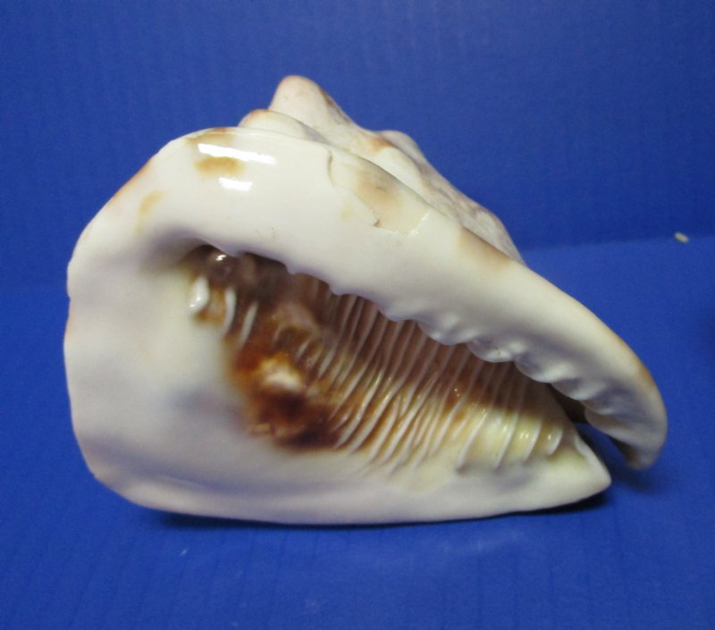 5 to 5-3/4 inches King Helmet Shell for Sale, Cassis tuberosa