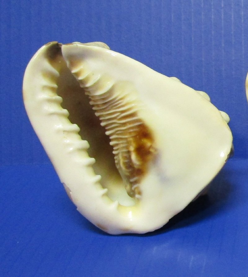 4 to 4-3/4 inches Small King Helmet Shell for Sale,